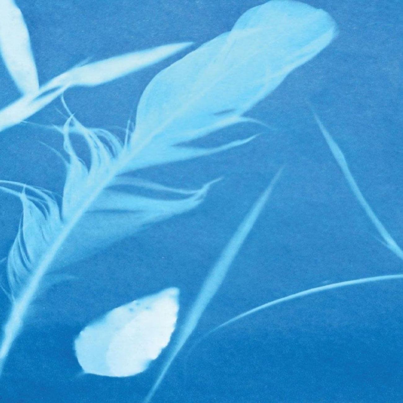 Small Sunprint Paper Kit | Nature Activity